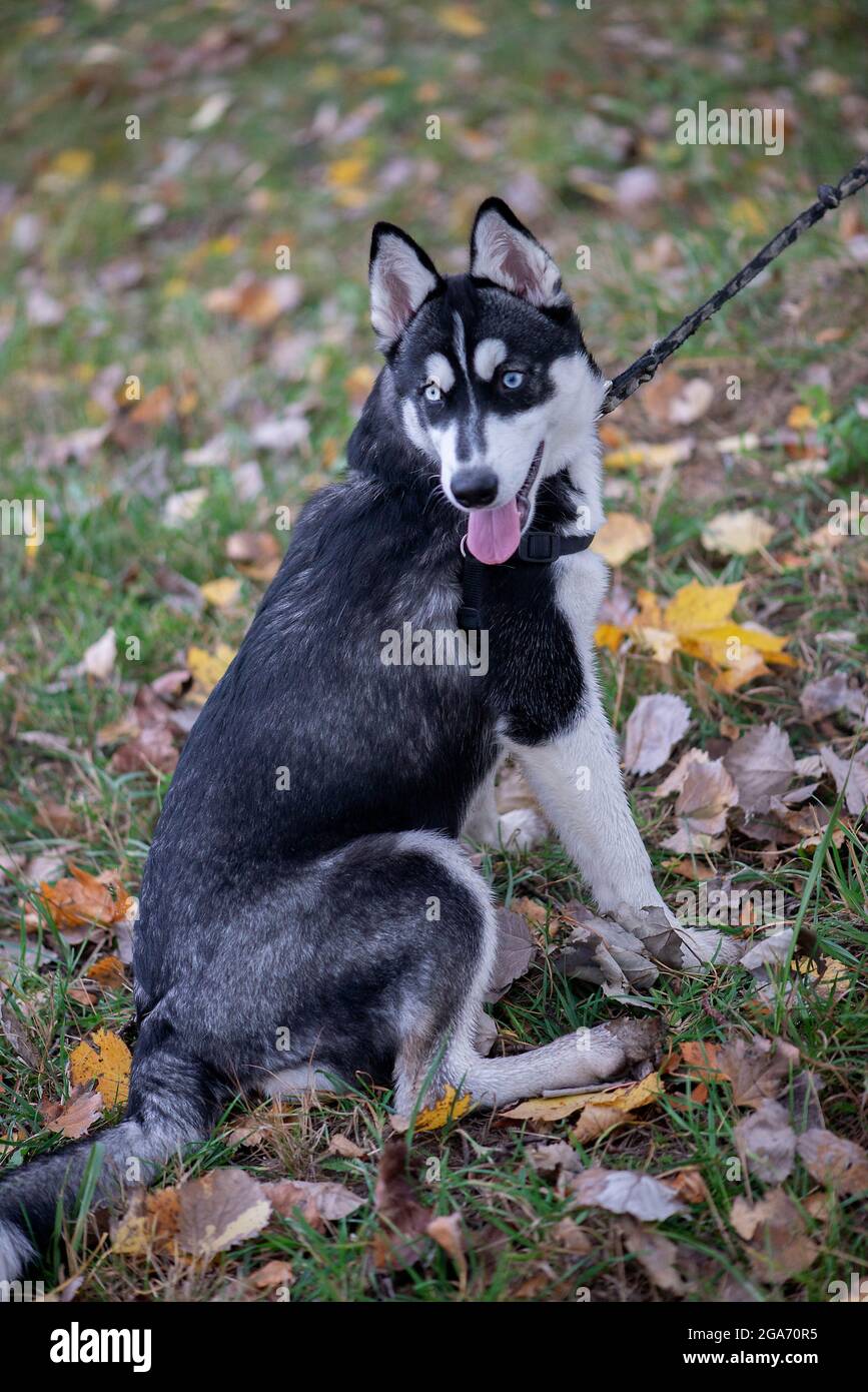Beautiful siberian husky dog with blue eyes Stock Photo - Alamy