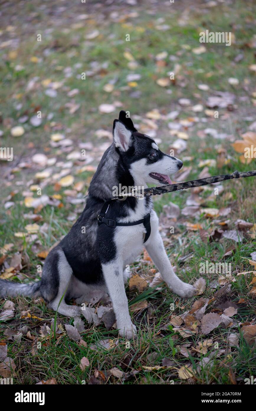 Beautiful siberian husky dog with blue eyes Stock Photo - Alamy