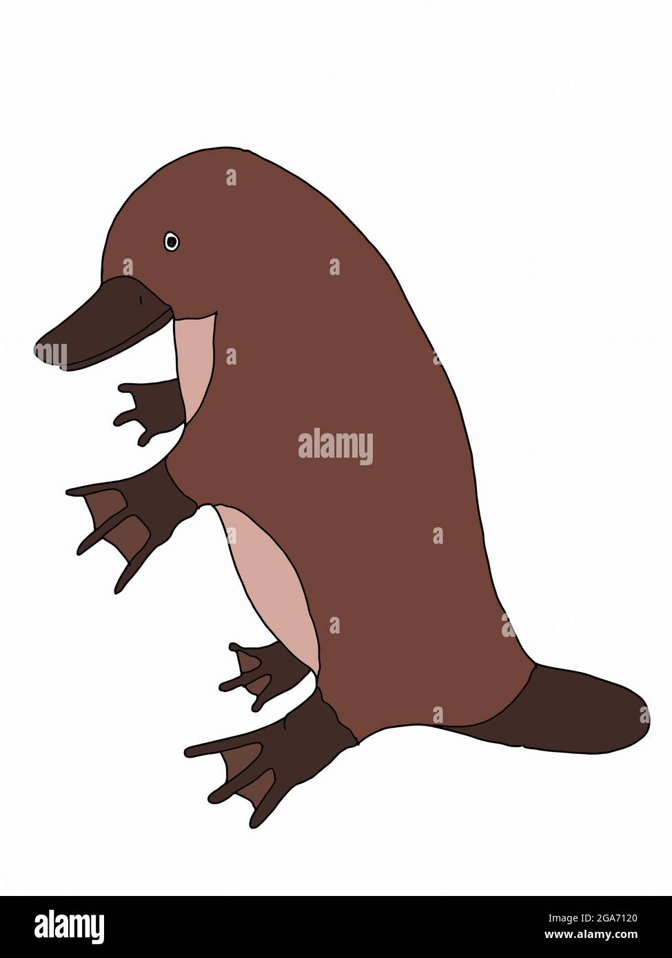 platypus ornithorhynchus ,animal illustration Stock Photo - Alamy