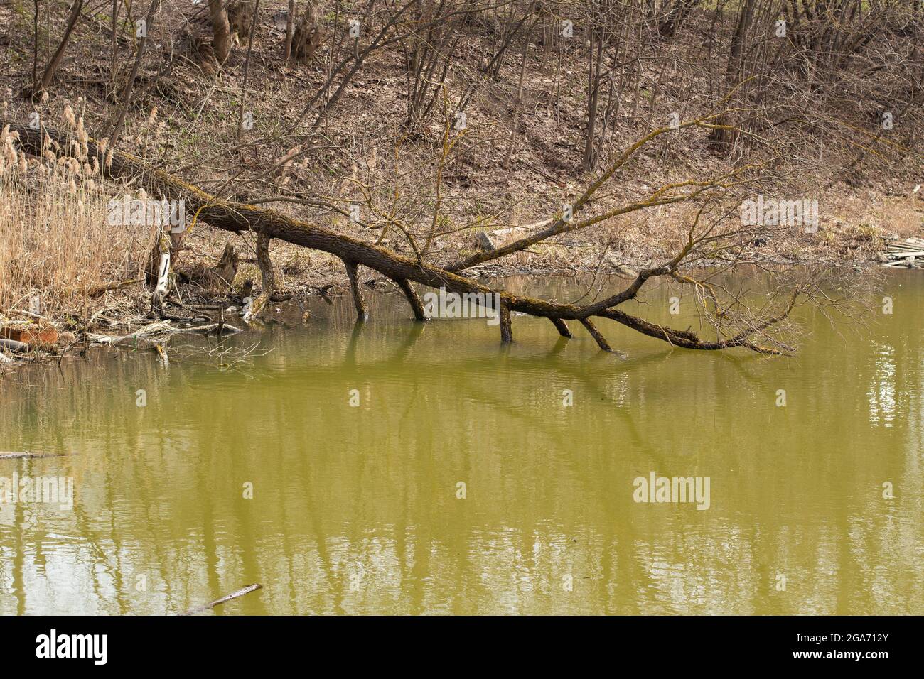 A tree in the water. Fallen dry tree into the river. The rotting plant ...