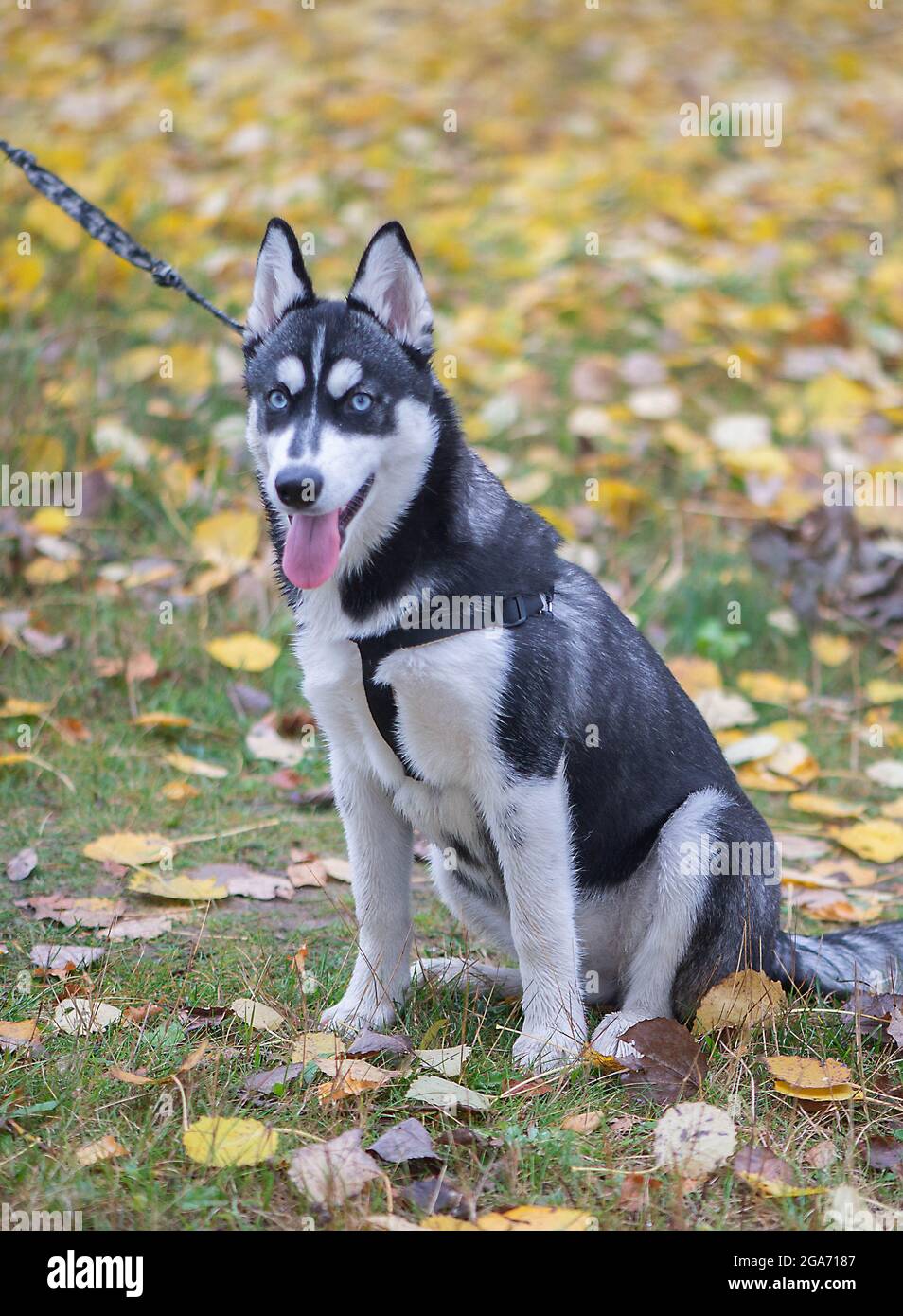 Beautiful siberian husky dog with blue eyes Stock Photo - Alamy