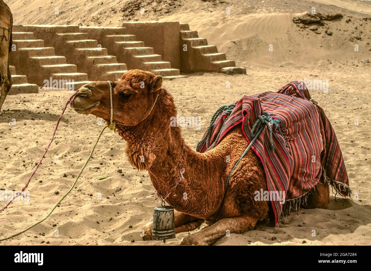 Camel leg legs hi-res stock photography and images - Alamy