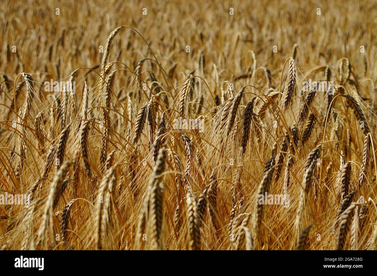 Emmer wheat hi-res stock photography and images - Alamy