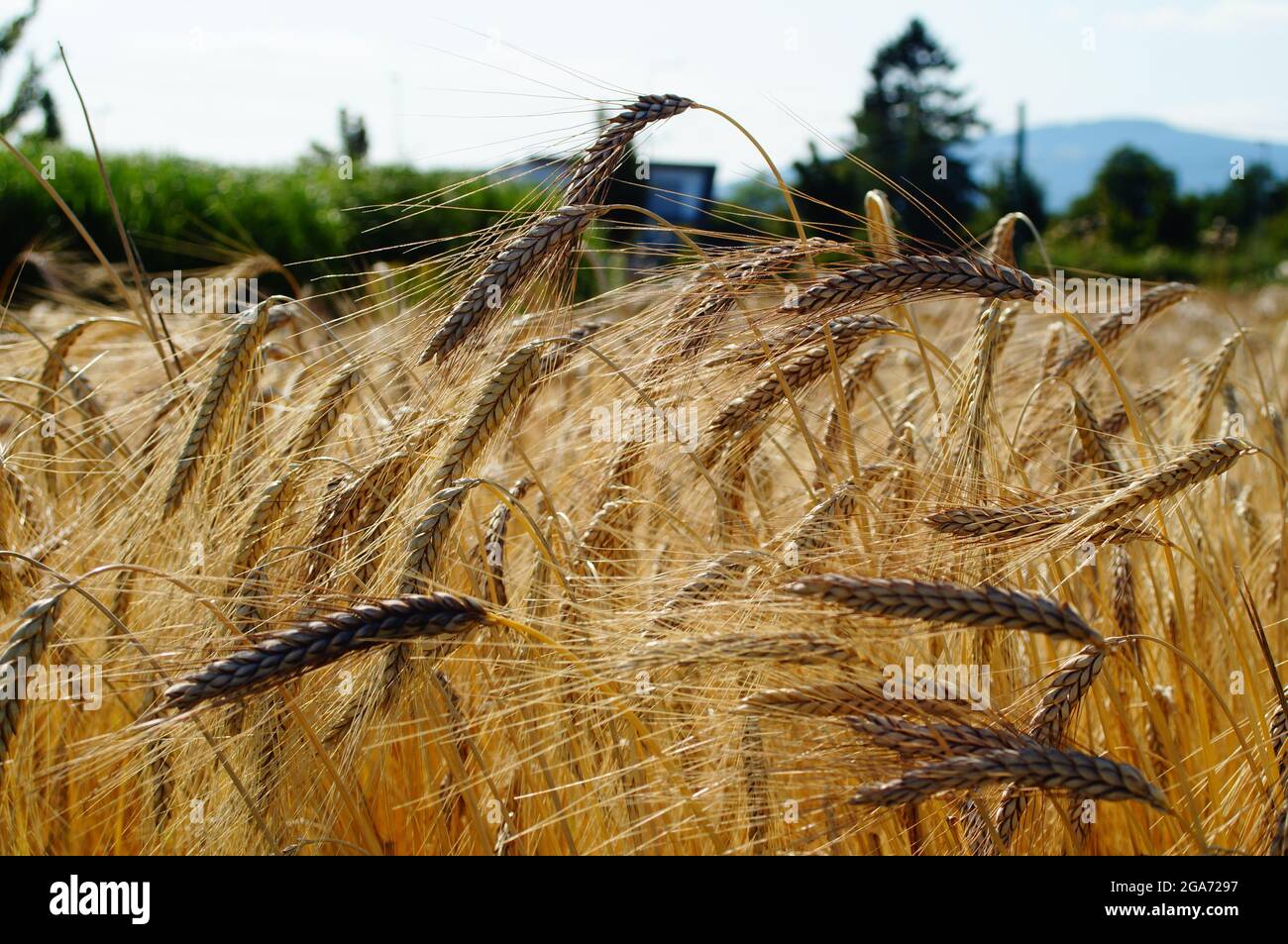 Ears of emmer hi-res stock photography and images - Alamy