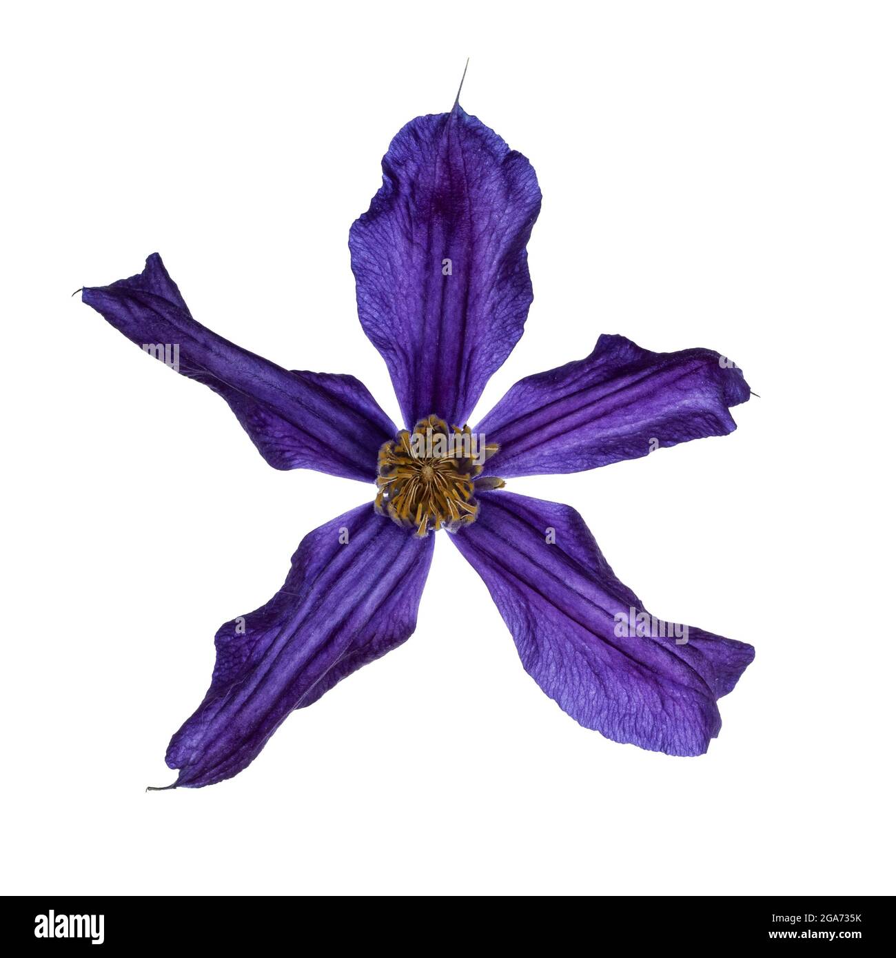 Top view of single blue Clematis flower. Isolated on a white background ...