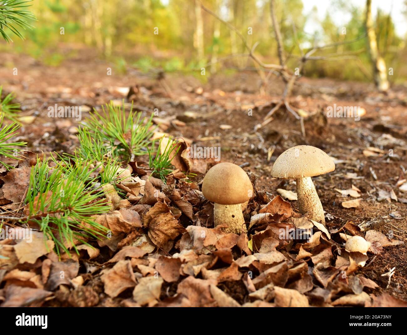 Group of the edible brown cap boletus among the grass and moss in ...