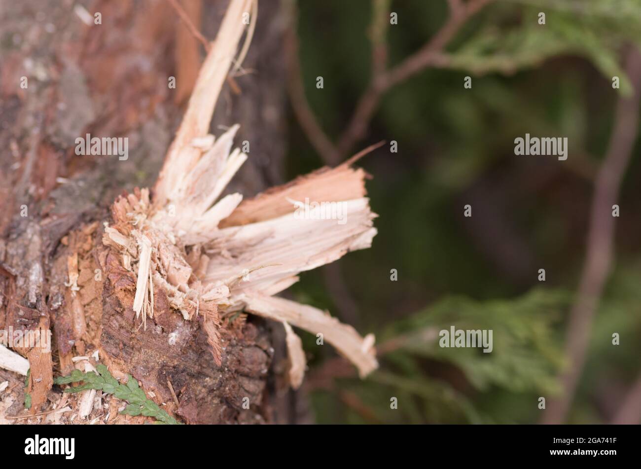 Broken limb tree hi-res stock photography and images - Alamy