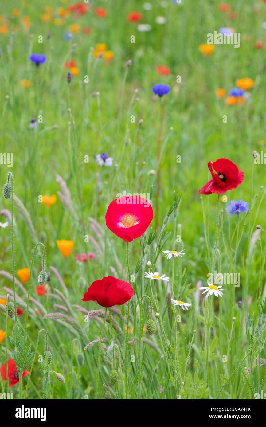 Papaver Rhoeas. Red Poppy flowers in an english wildflower garden ...