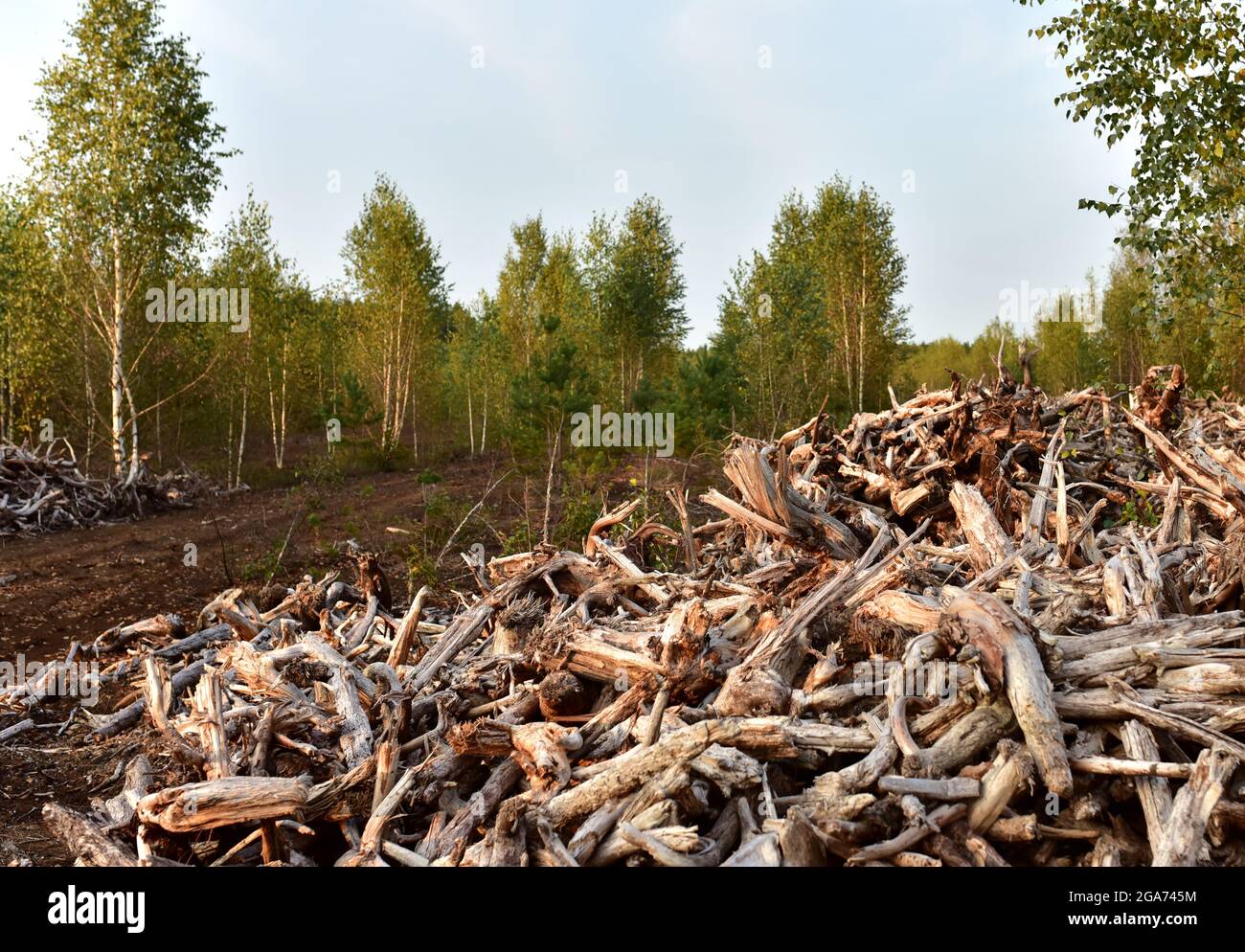 Pile of wood roots. Root from tree from peat bogs. Roots from trees ...
