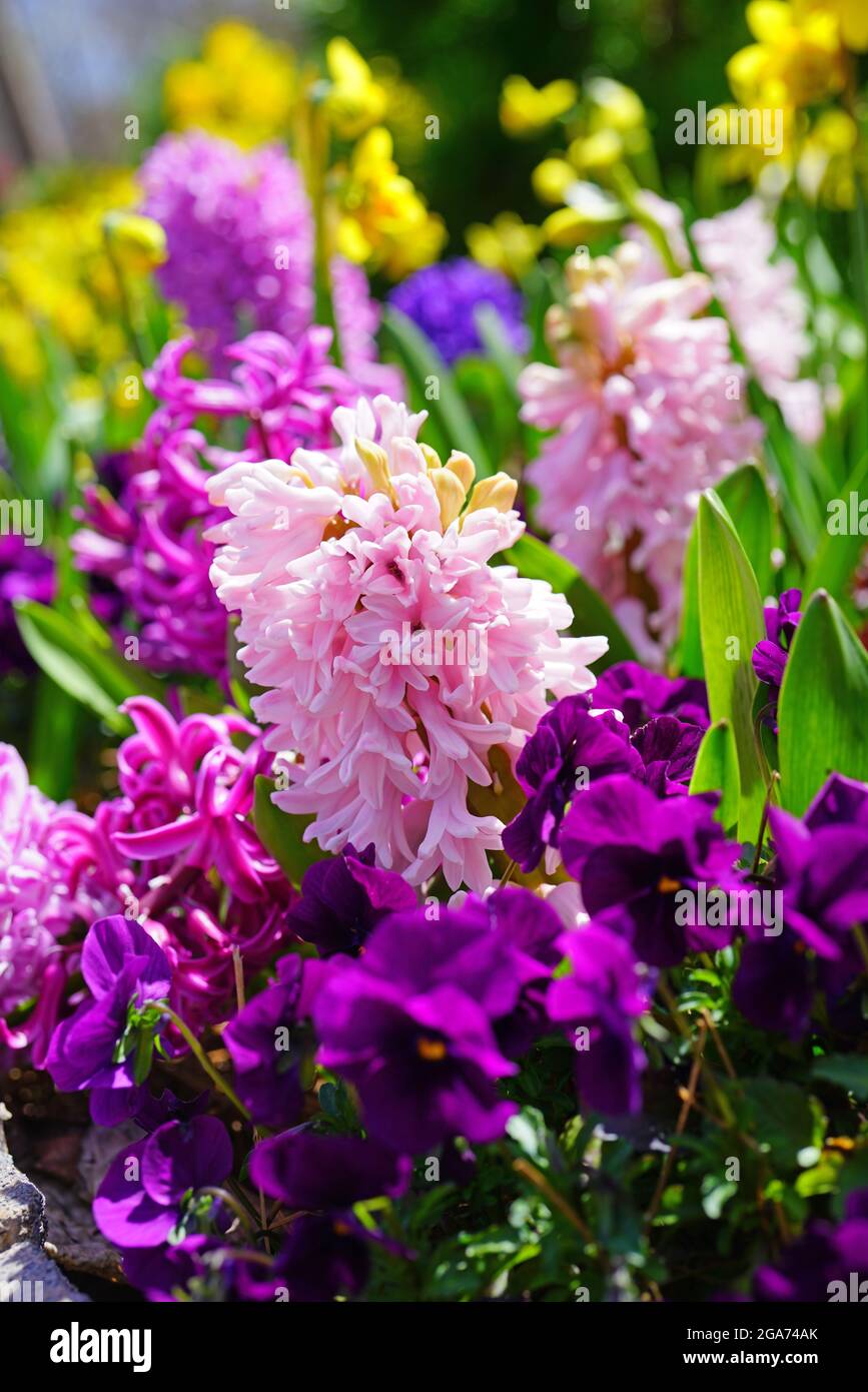 Spring flower border with pink and purple hyacinths Stock Photo - Alamy