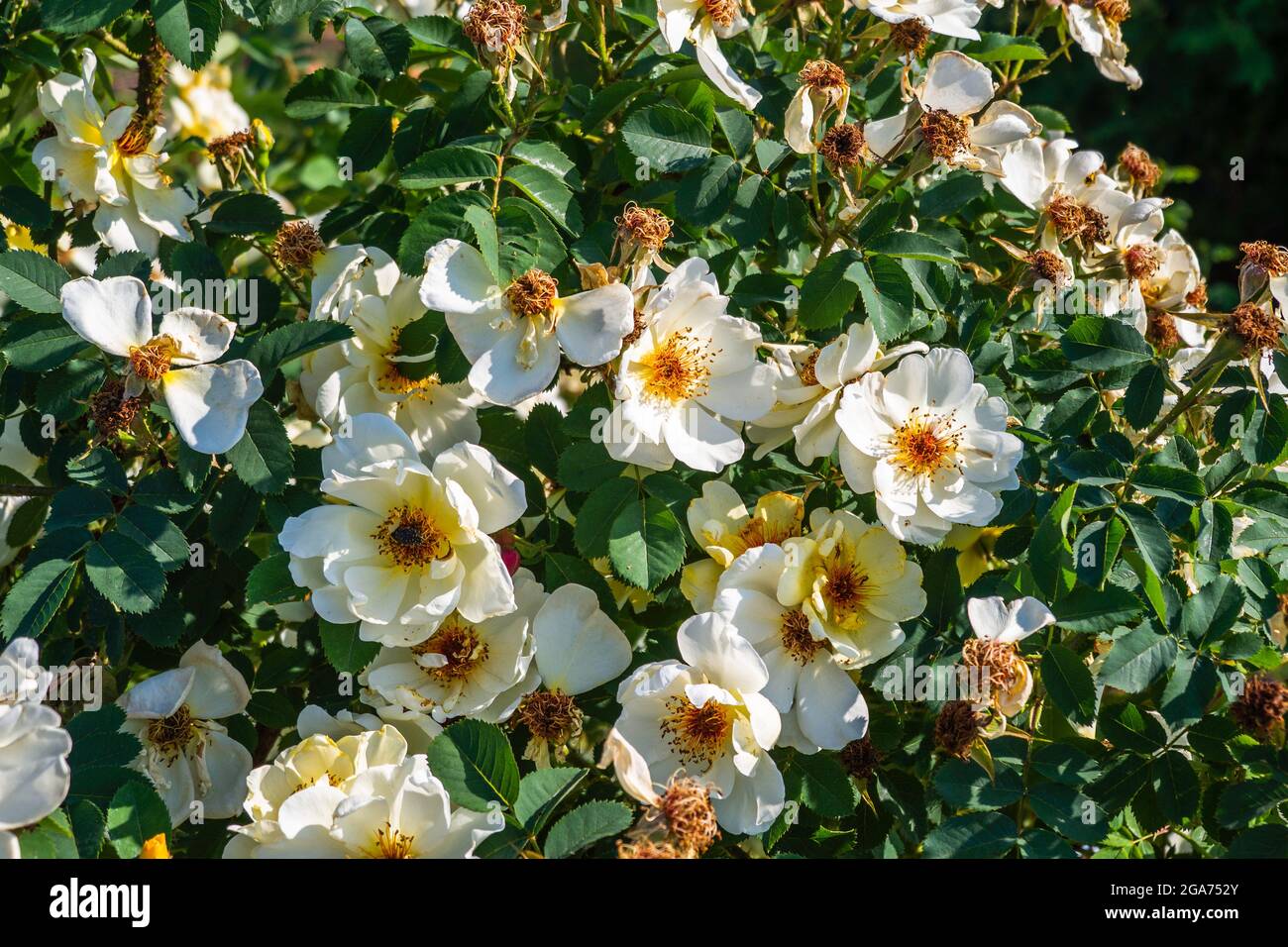Closeup View of Blooming White Roses Flowers in the Garden Stock Photo ...