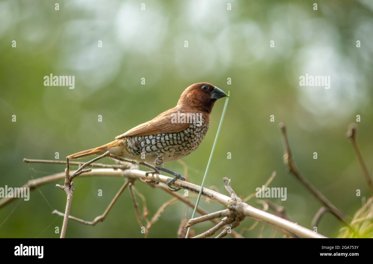 Scaly-breasted munia carrying grass to make nest Stock Photo - Alamy