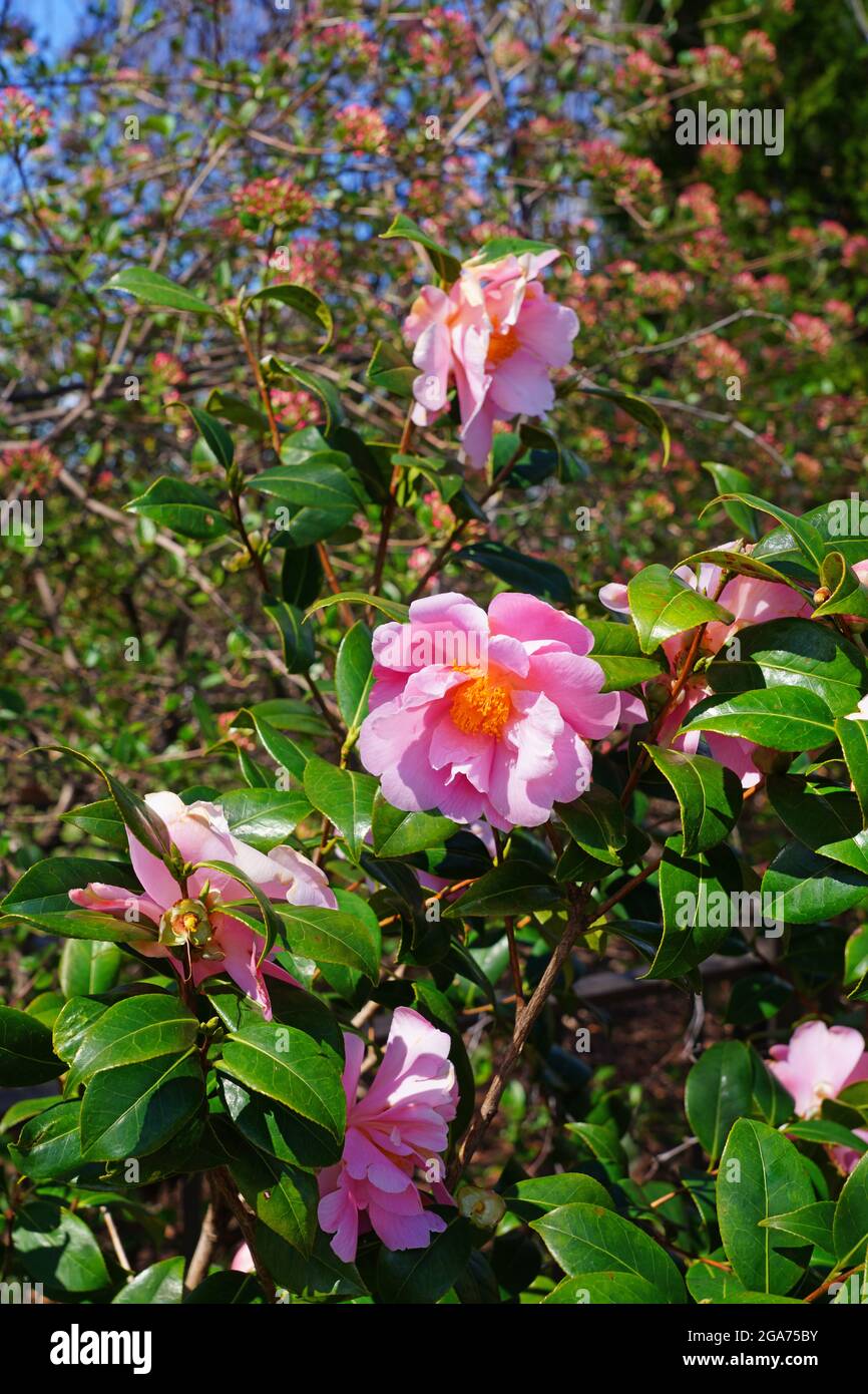 A pink icicle camellia japonica flower in bloom on the tree Stock Photo ...
