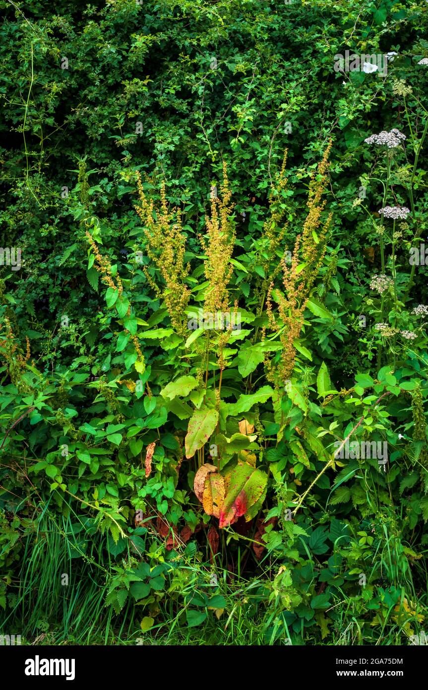 Dockweed hi-res stock photography and images - Alamy