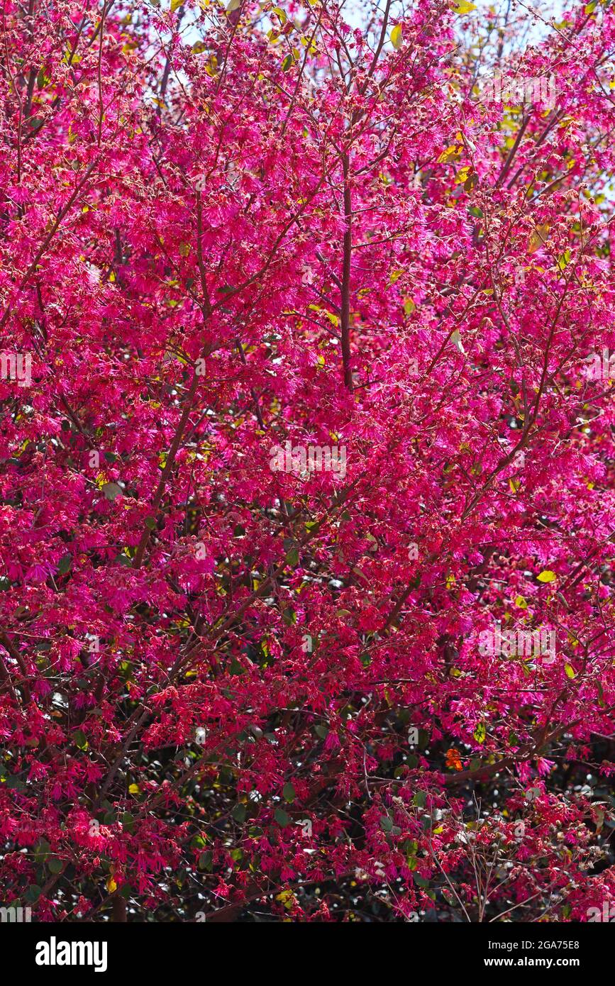 Branches of pink Chinese fringe-flower (loropetalum Chinese Zhuzhou ...