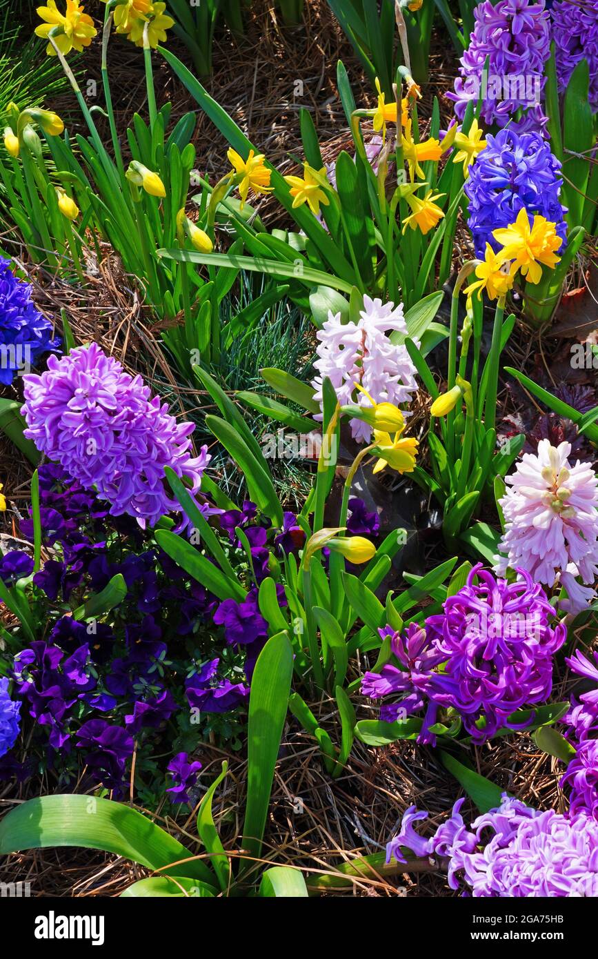 Spring flower border with pink and purple hyacinths Stock Photo - Alamy