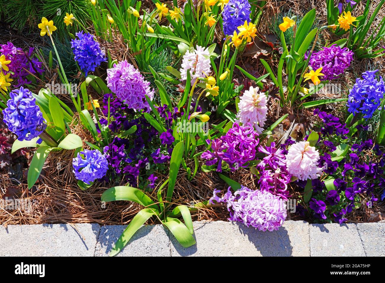 Spring flower border with pink and purple hyacinths Stock Photo - Alamy