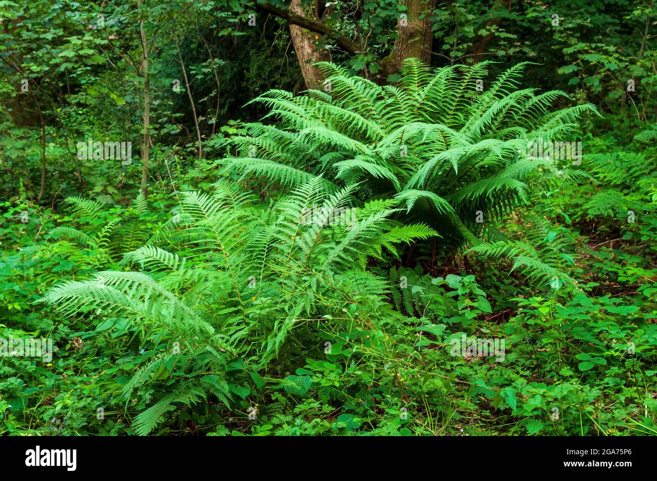 Pair of bracken or fern plants (Pteridium aquilinum) growing at the ...
