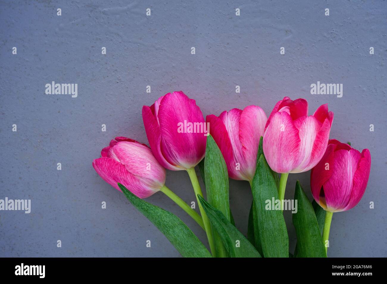 Solid spring hi-res stock photography and images - Alamy