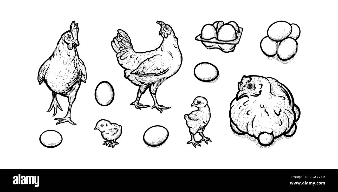 Hens and chickens free-grazing in poultry farm. Sketch illustration of ...