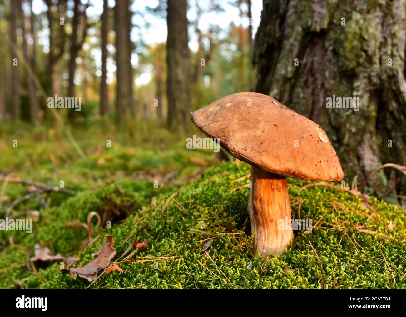 Porcini Cep White Mushroom King (Boletus Pinophilus) Mycelium grow in ...