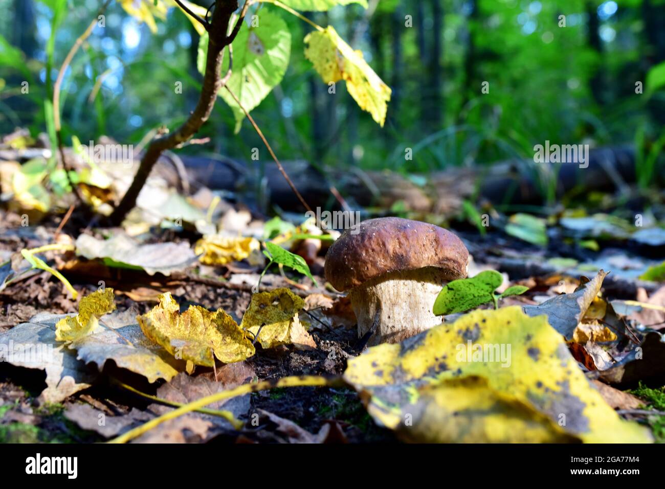 Porcini Cep White Mushroom King (Boletus Pinophilus) Mycelium grow in ...