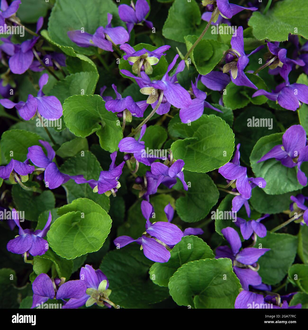 background of bright saturated spring purple violets Stock Photo - Alamy