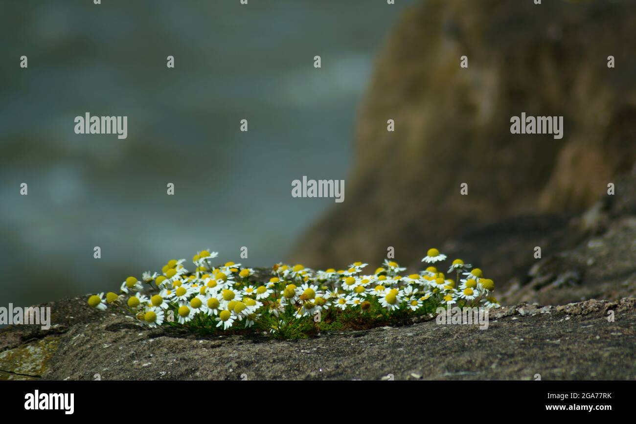 Cluster of Daisies growing on the rocks above the sea wall and ...