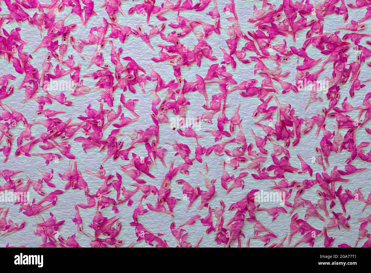 embossed blue texture or background with small pink spring flowers ...