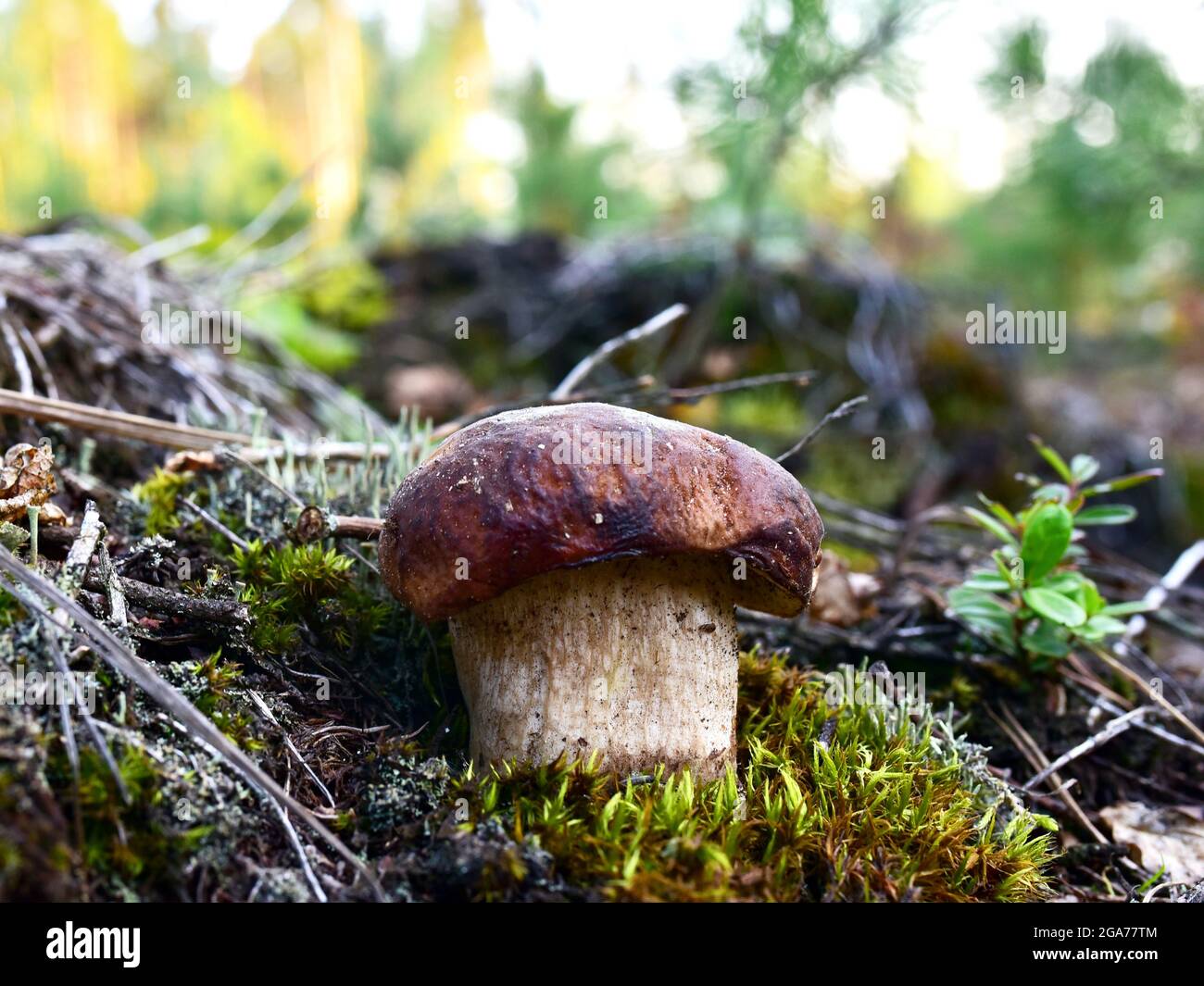 Porcini Cep White Mushroom King (Boletus Pinophilus) Mycelium grow in ...
