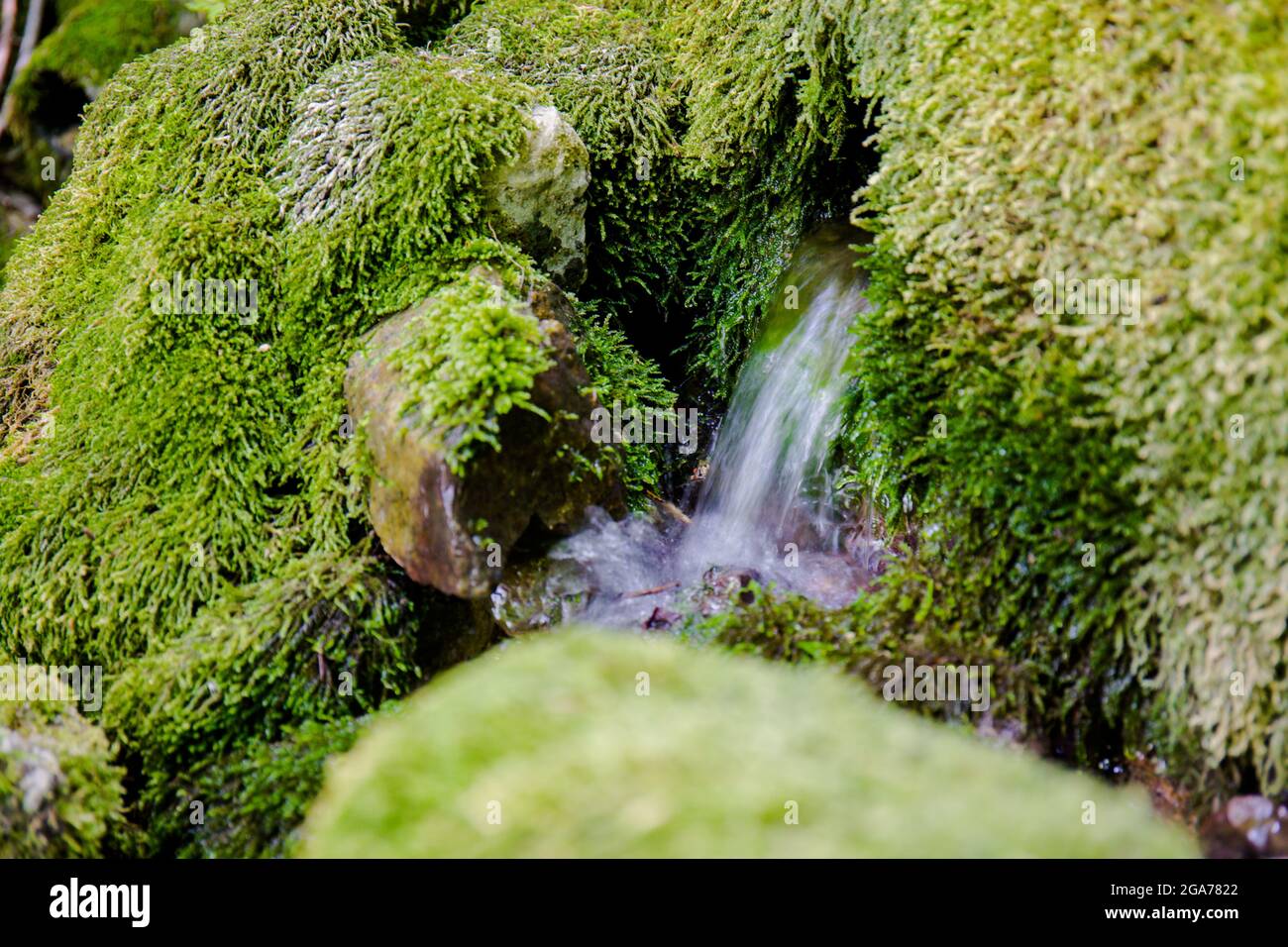 mountain spring water from which a forest stream originates, drinking ...
