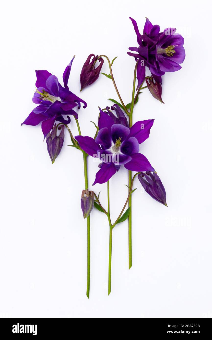 Bouquet of bright spring blue and purple flowers close up isolated on ...