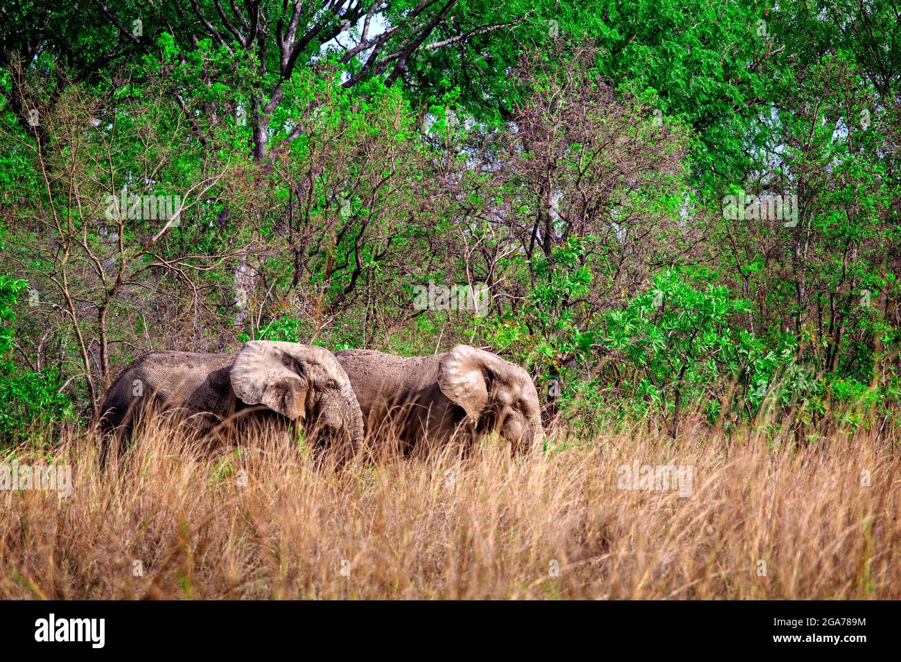 African elephant in Mole National Park, Ghana Stock Photo - Alamy