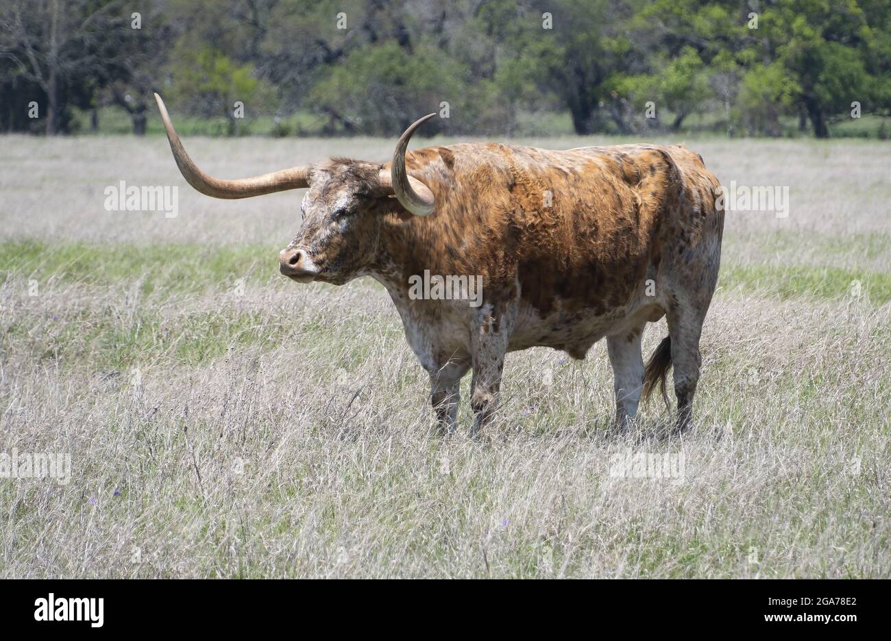 Texas Longhorn standing in a pasture of tall grass Stock Photo - Alamy