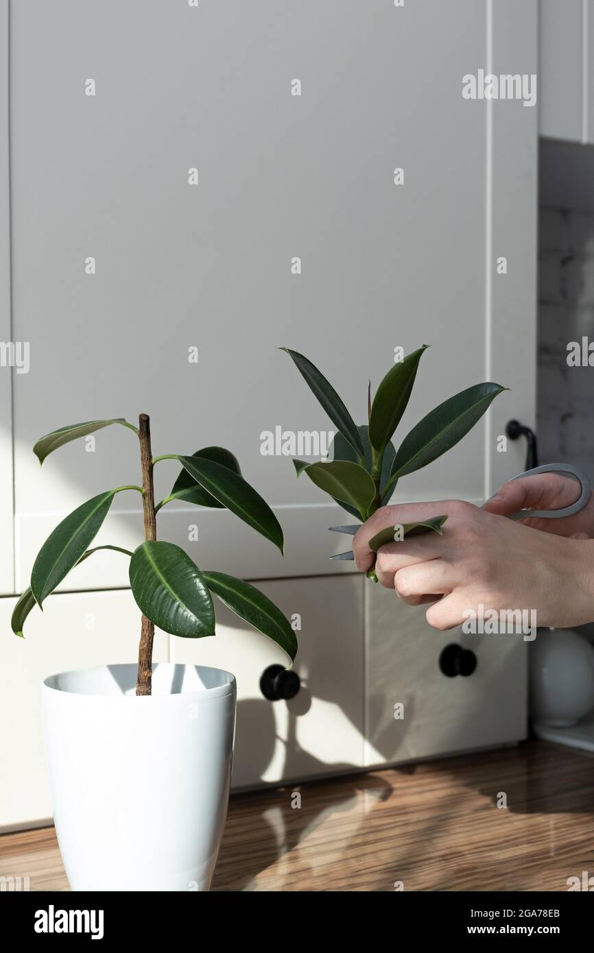 ficus cuttings. Breeding potted plants. Ficus elastica Stock Photo - Alamy