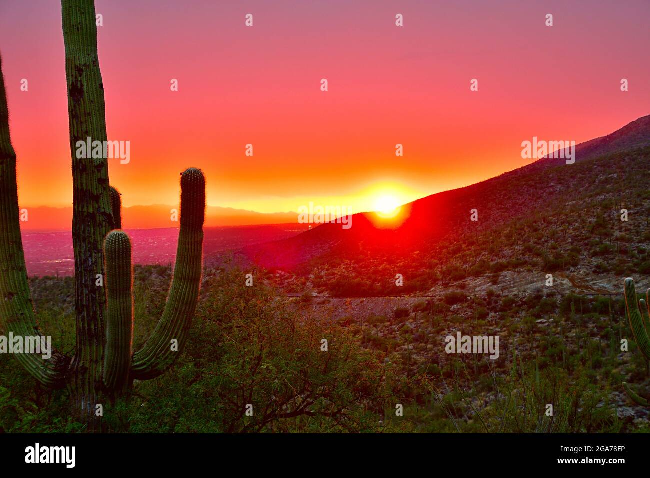 Iconic saguaro scenery hi-res stock photography and images - Alamy