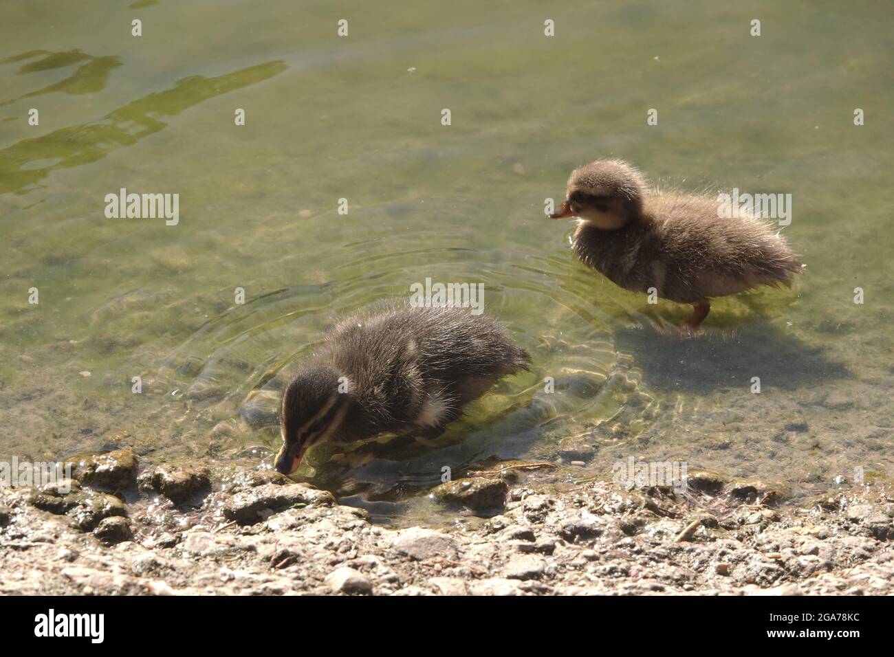 Cute little ducklings standing hi-res stock photography and images - Alamy