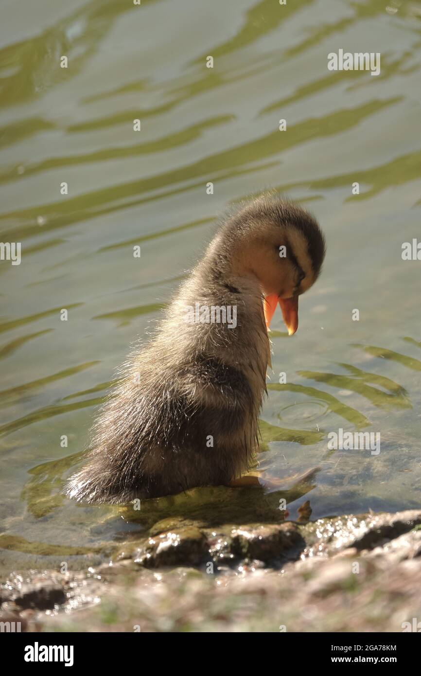Cute little duckling sitting on the coast of the lake Stock Photo - Alamy