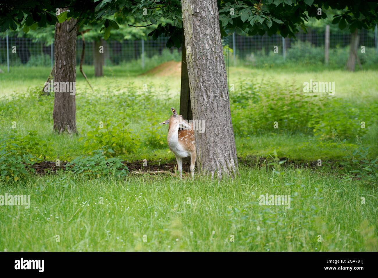 Cute small deer scratching her back by neck under next to huge stem of ...