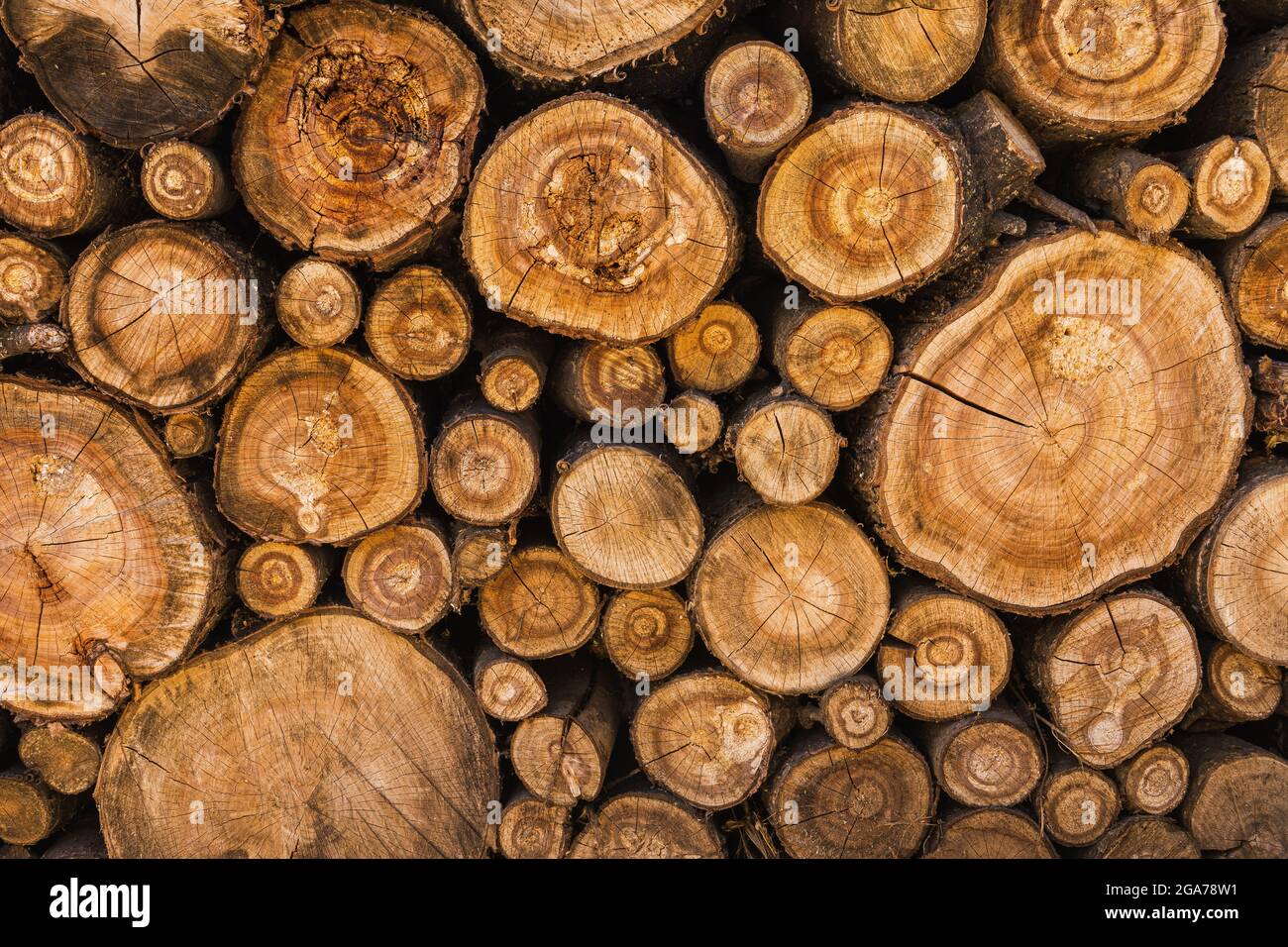 sawn tree trunks stacked in a woodpile Stock Photo - Alamy