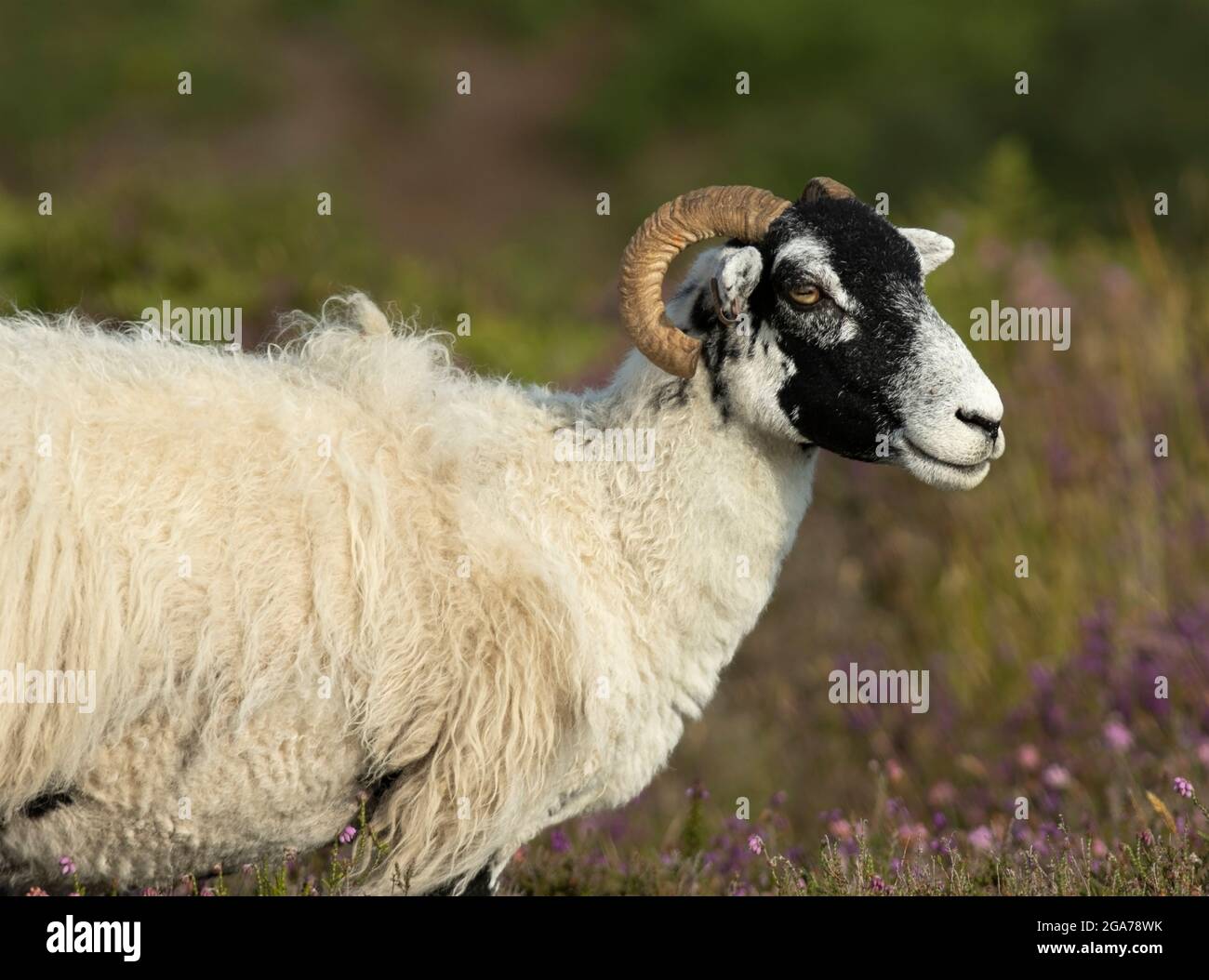 Understanding The Ruminant Digestive System Small Ruminant, 52% OFF