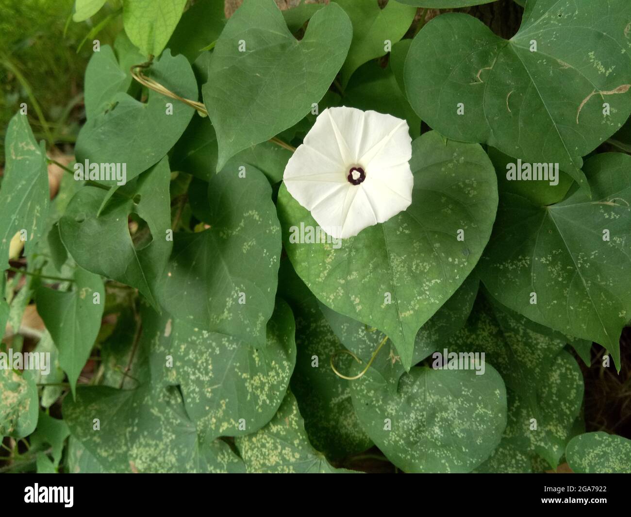 Tiny white flower growing in a garden Stock Photo - Alamy