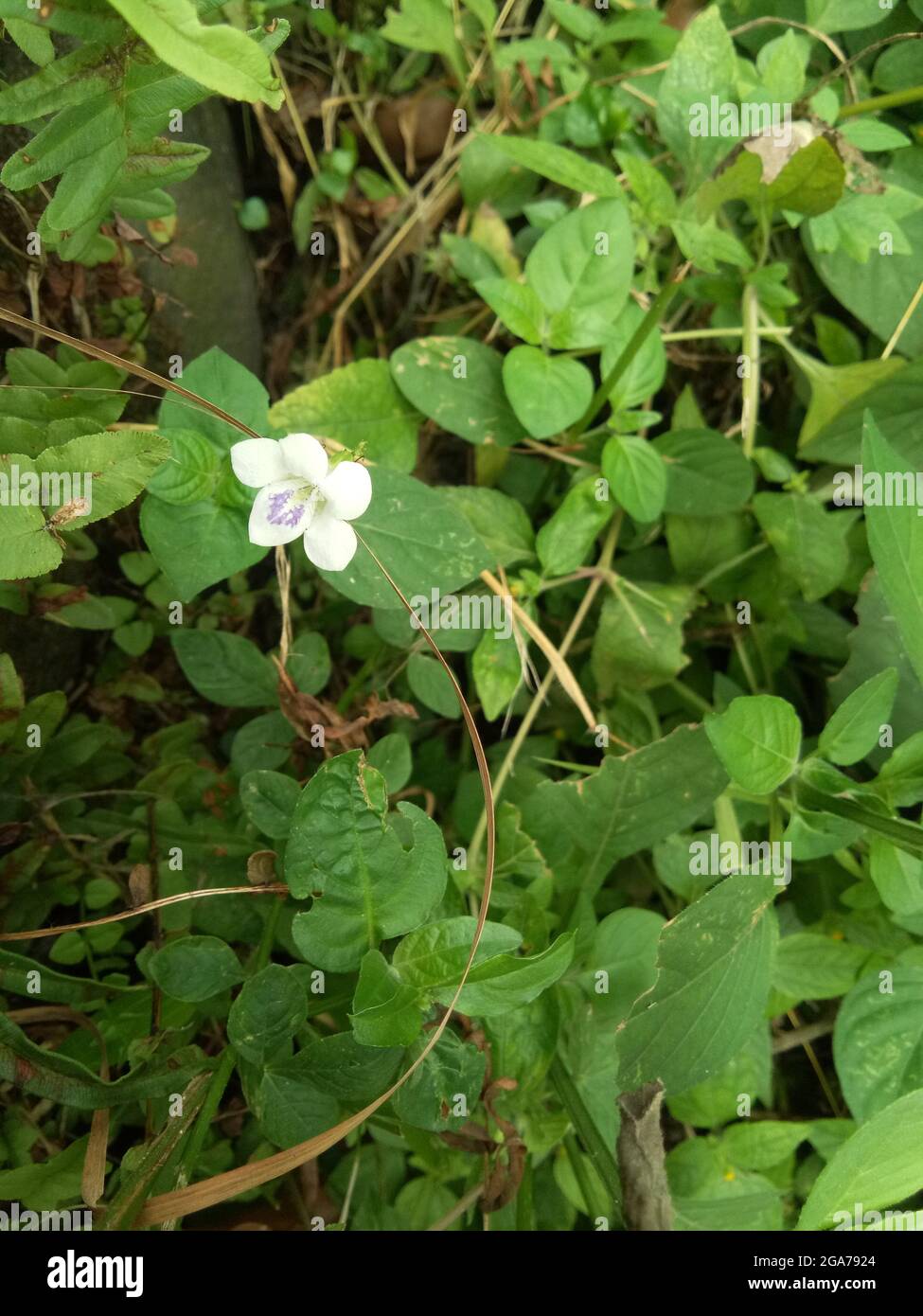 Tiny white flower growing in a garden Stock Photo - Alamy