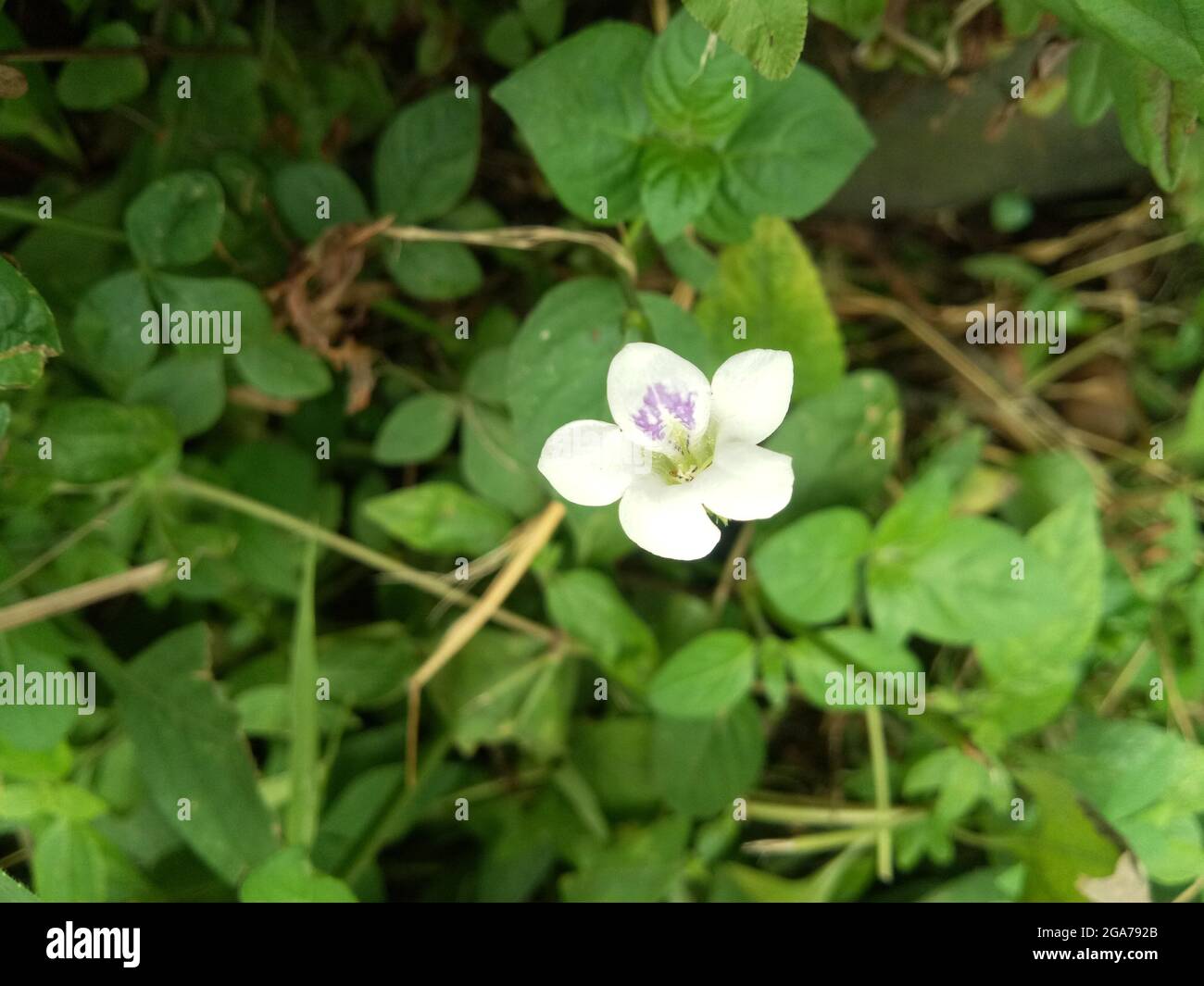 Tiny white flower growing in a garden Stock Photo - Alamy