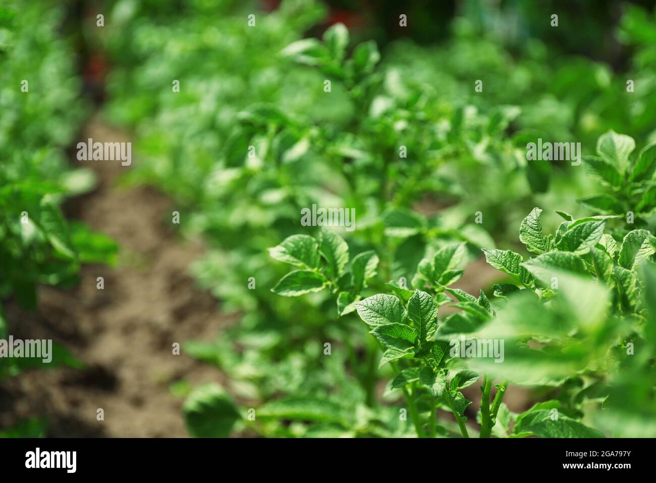 Potato plantation background Stock Photo - Alamy