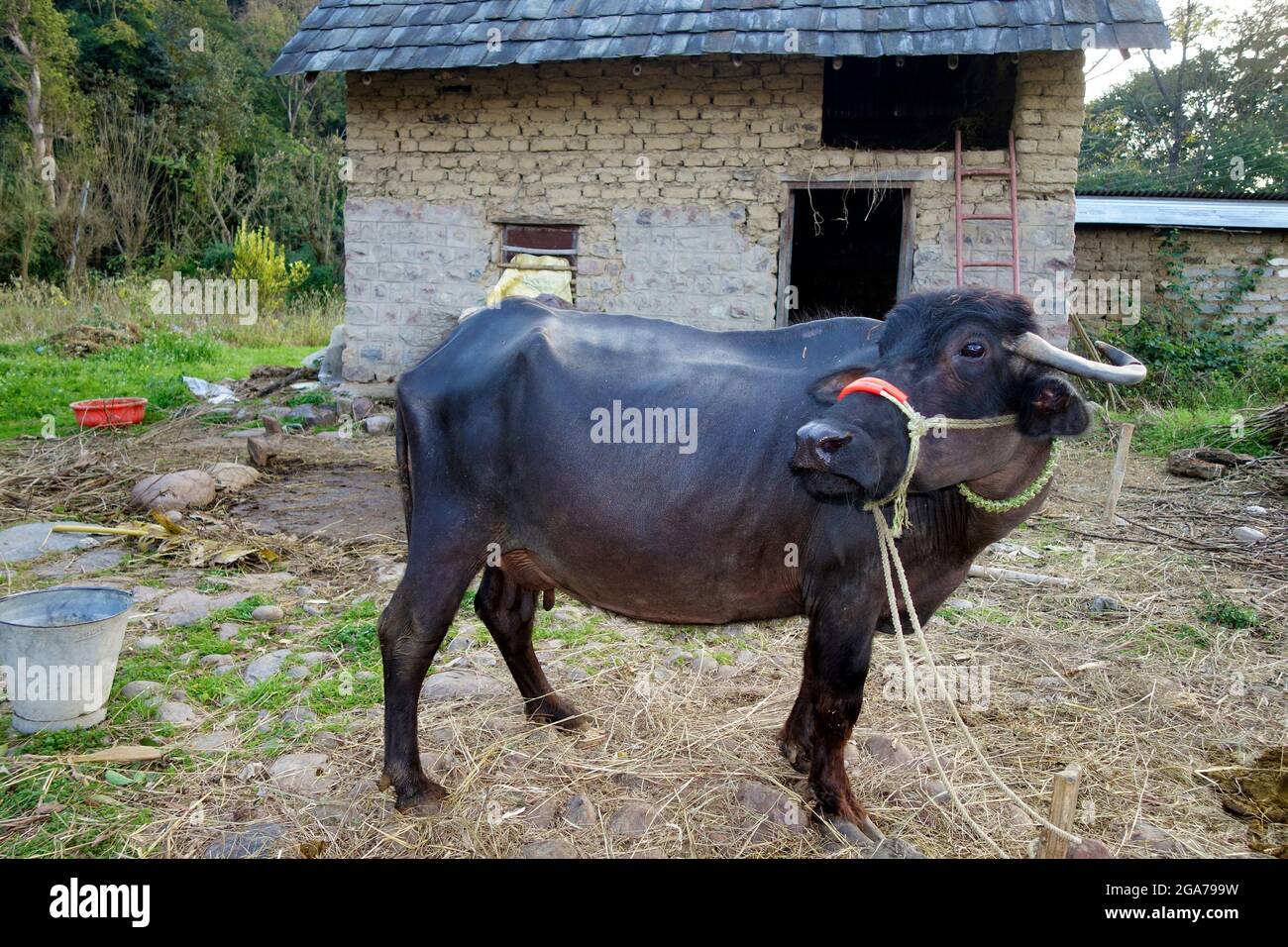 Domestic Himalayan Buffalo Stock Photo - Alamy