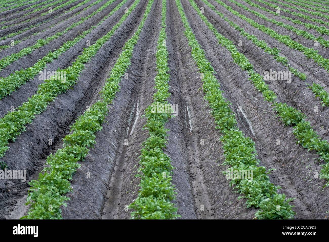 Fertile Agricultural Field of Organic Crops in the Netherland. Organic ...