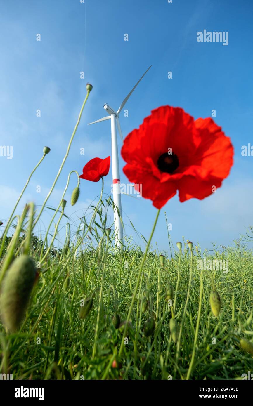 Two wild red poppy flowers outdoors on blue sky background with modern ...