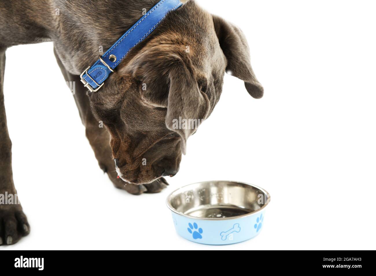 Cane corso italiano dog eating food, isolated on white Stock Photo - Alamy