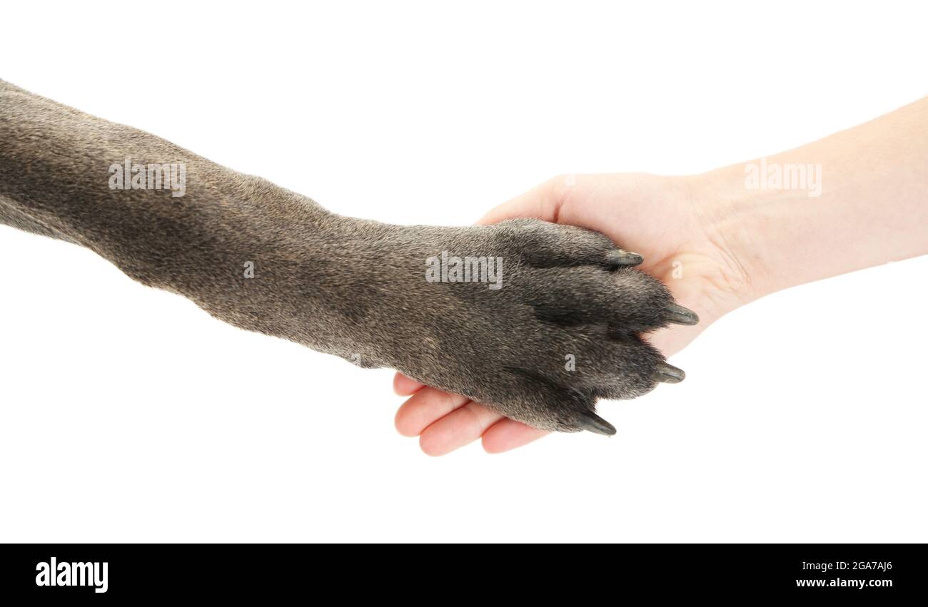 Woman large dog Cut Out Stock Images & Pictures - Alamy